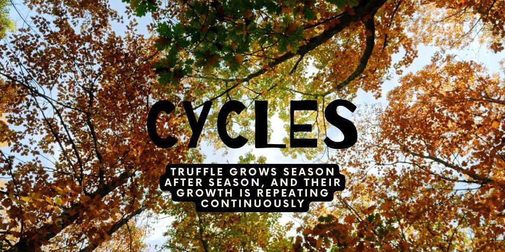 Discover Truffle Growth Cycles Today! – Truffle Dealers