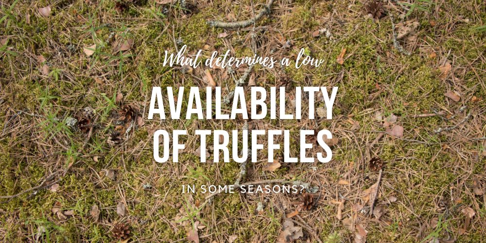 Why Are Truffles So Hard to Find? – Truffle Dealers